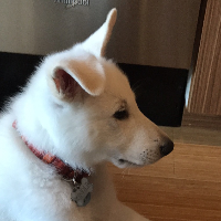 Luke Nelson · GitLab